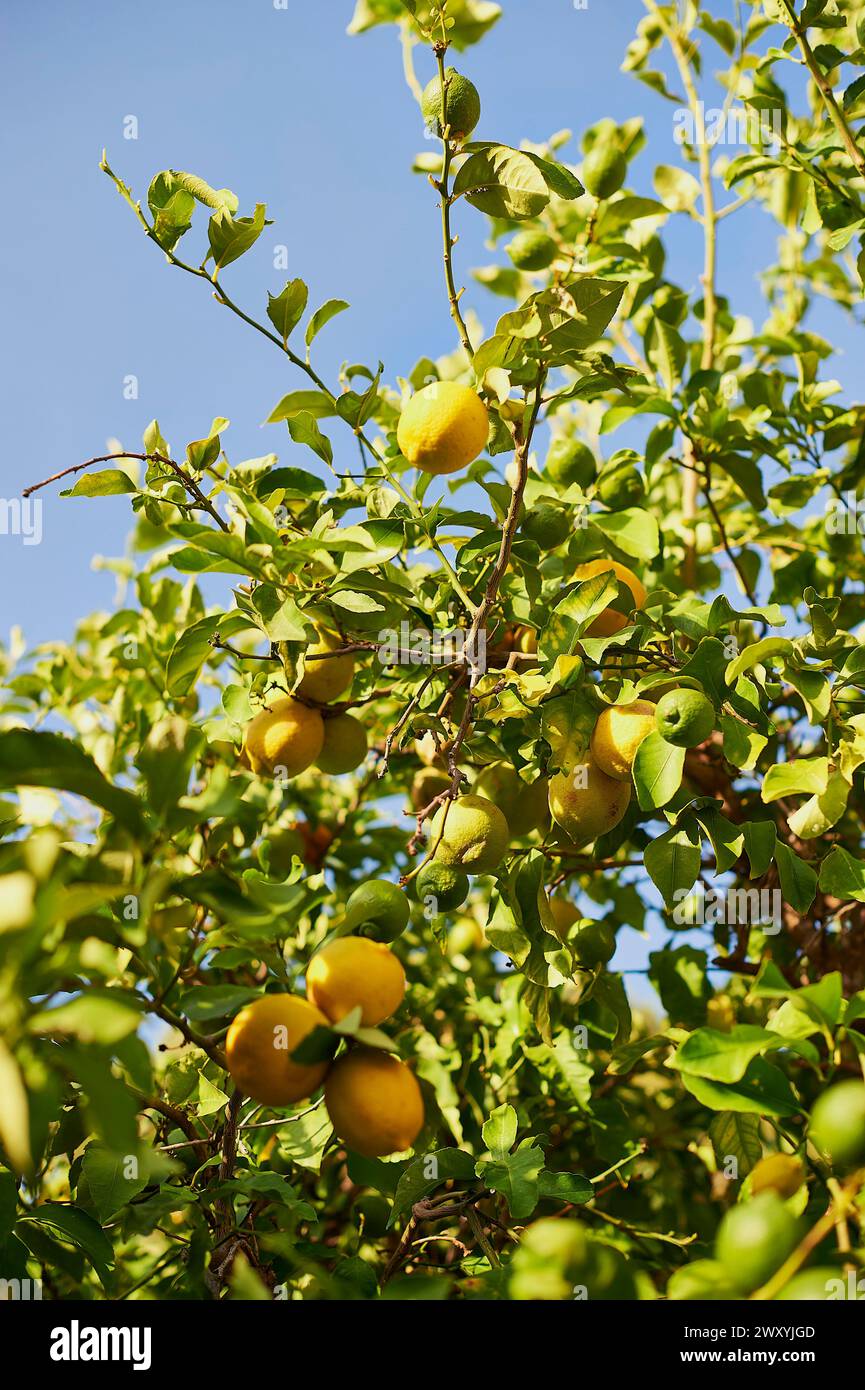 Organic lemons from south-eastern France. Untreated lemons have defects ...