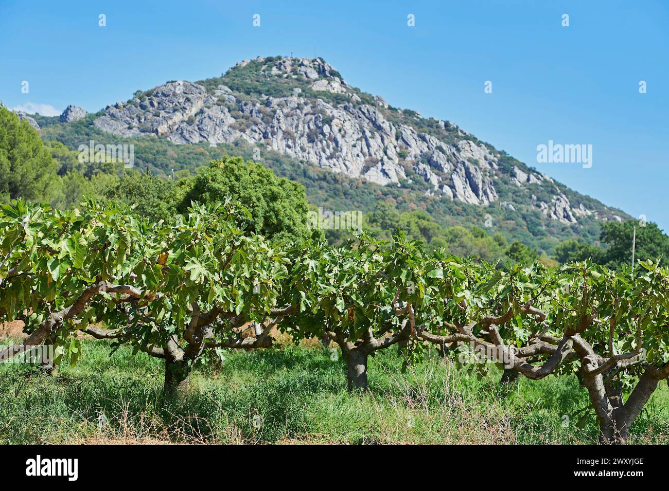 Cultivation orchards figs hi-res stock photography and images - Alamy