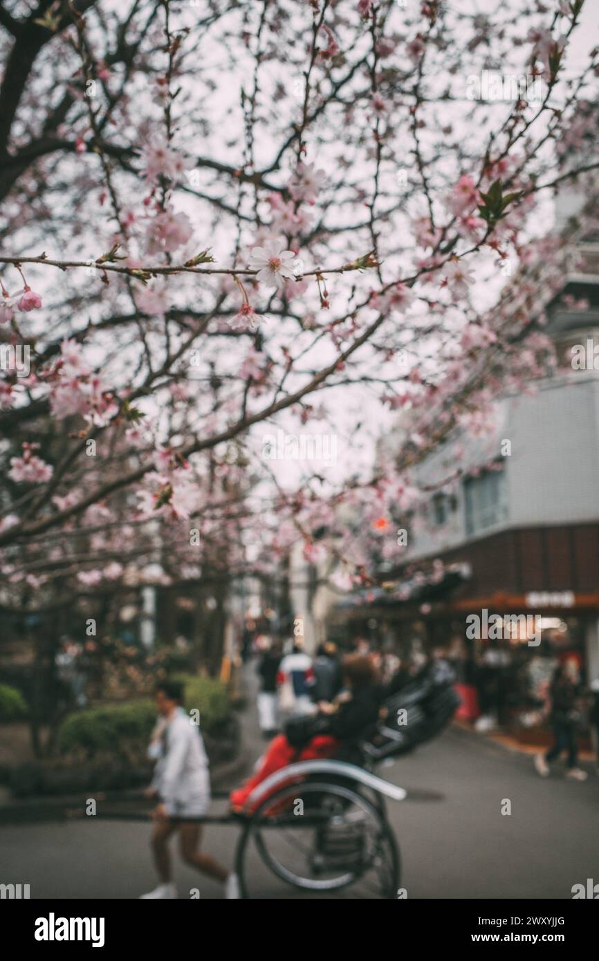Spring in Tokyo Stock Photo - Alamy