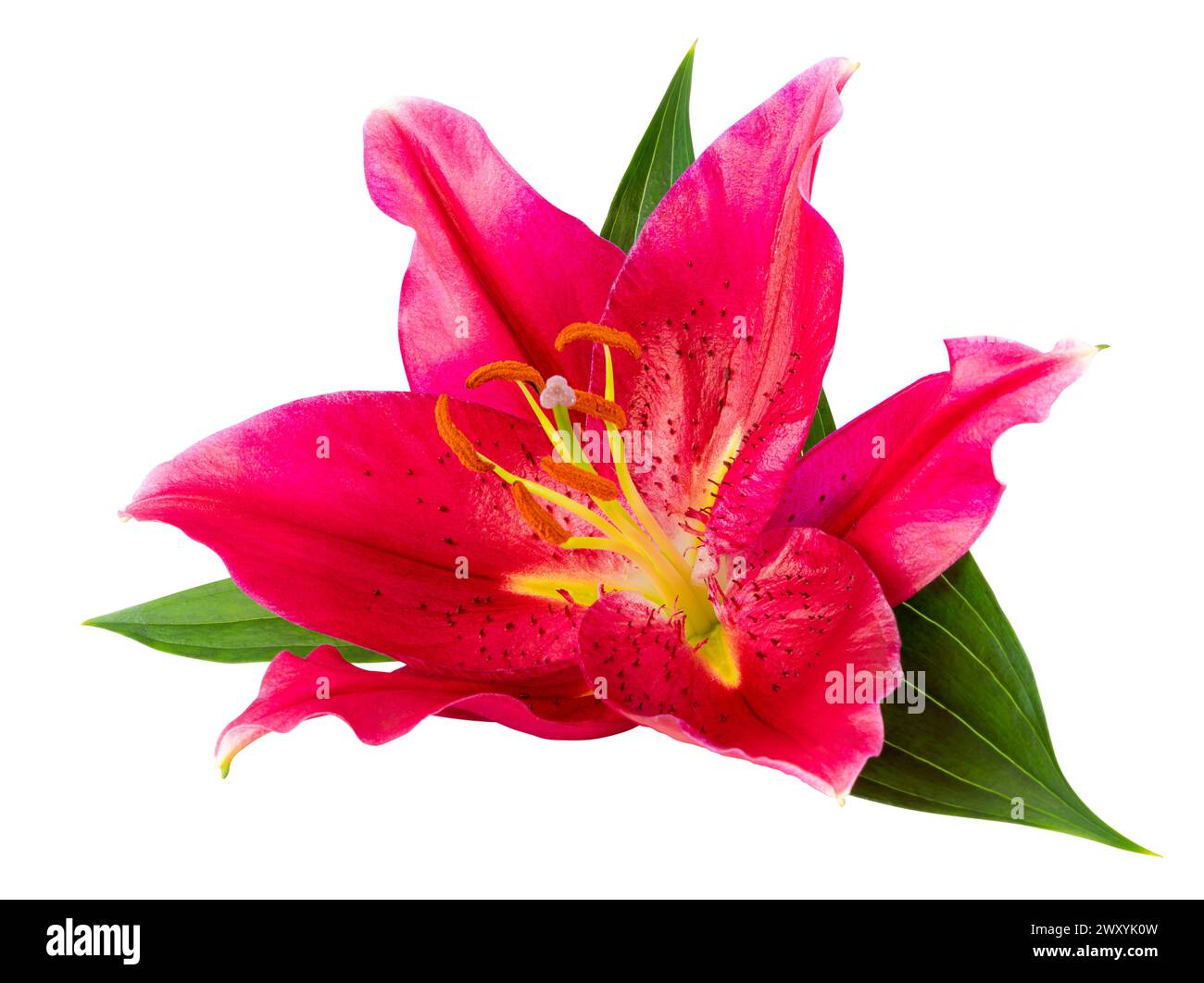 Beautiful red Lily (Lilium, Liliaceae) isolated on white background ...
