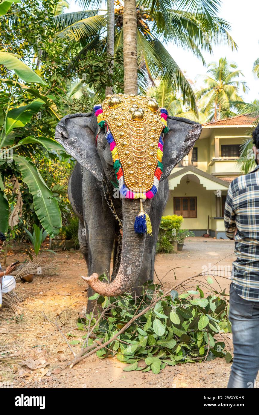 Mattathur, 27, March 2024: Dever temple festival celebration, elephant ...