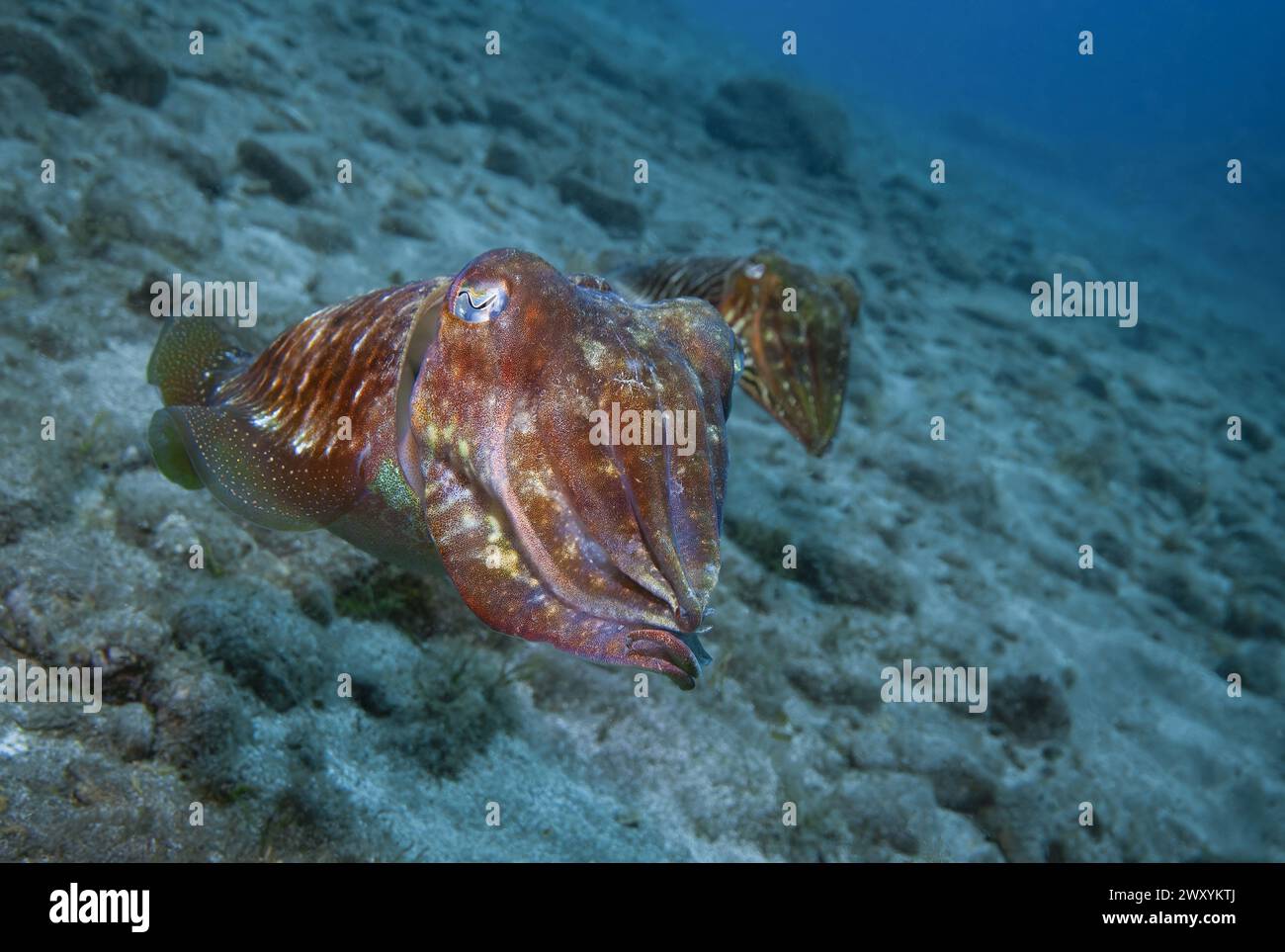 Cephalopod skin hi-res stock photography and images - Alamy