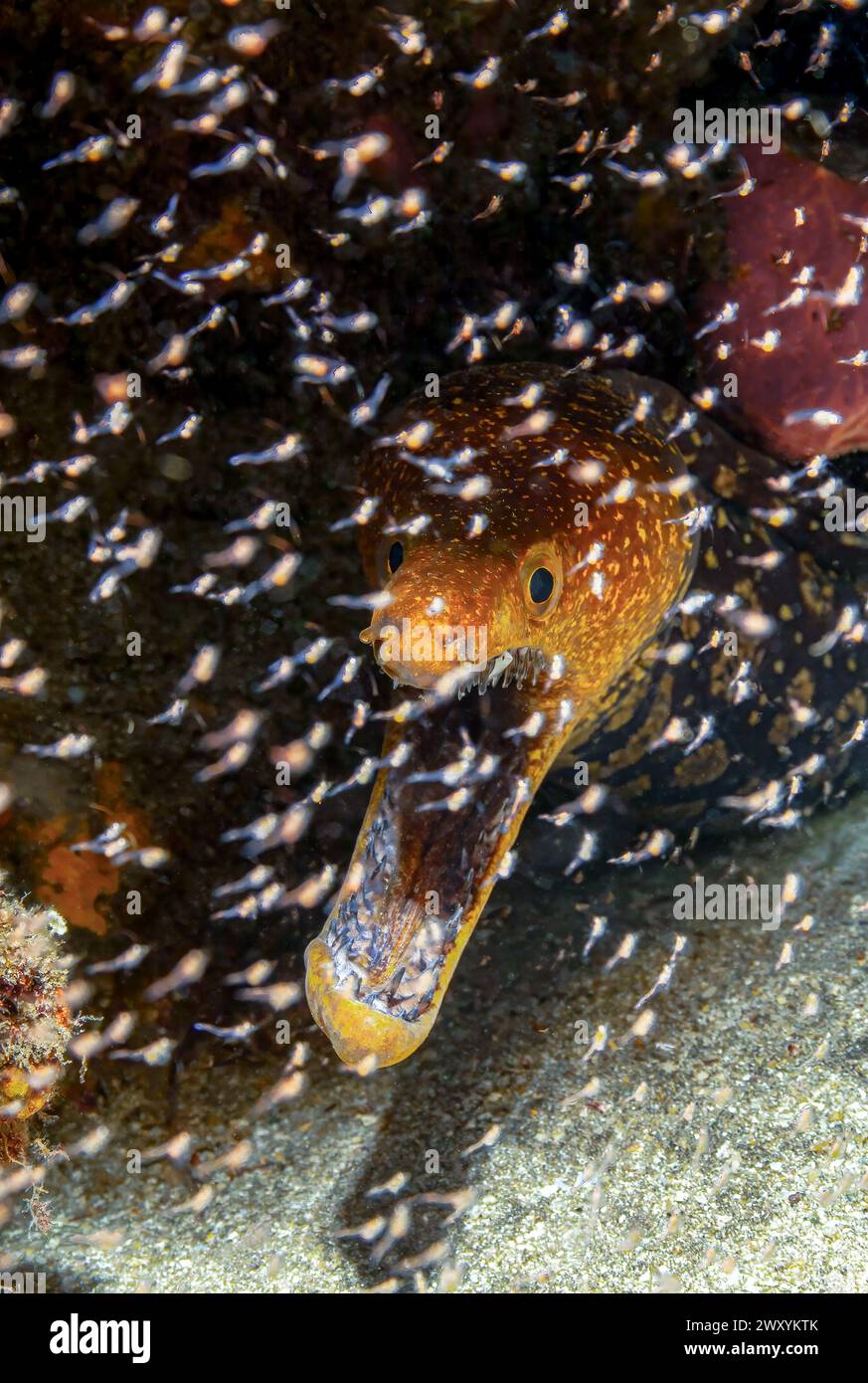 A speckled brown moray eel emerges from its rocky refuge, surrounded by ...