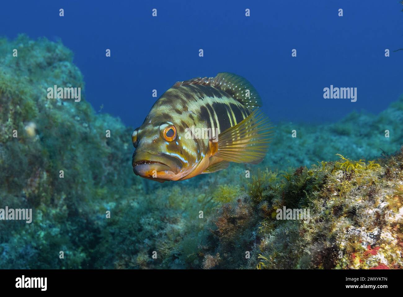 A Nassau grouper with distinctive stripes floats serenely among the ...