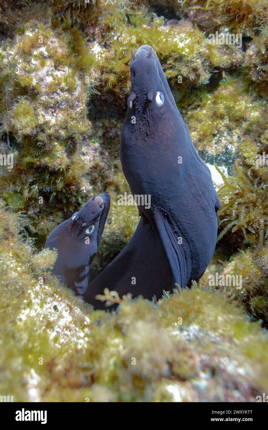 A pair of moray eels peek from their rocky reef hideaway, with ...