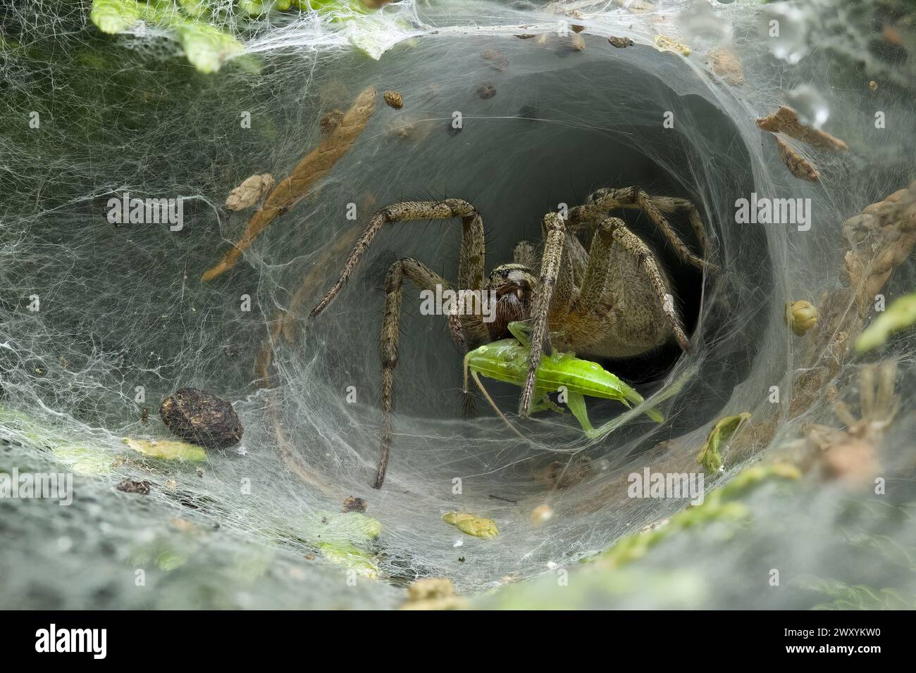 Tunnel web spider close up hi-res stock photography and images - Alamy