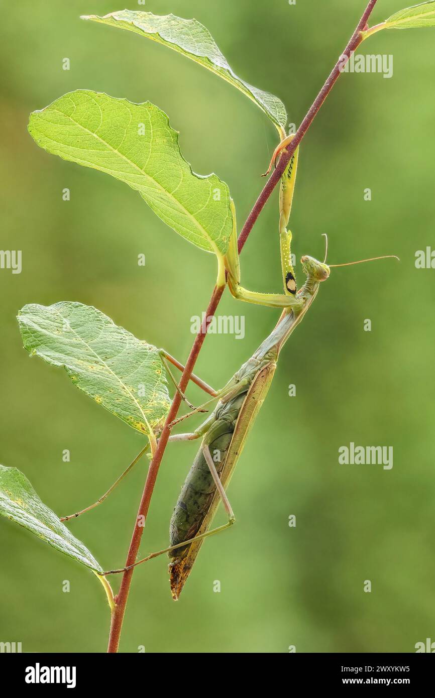A detailed close-up of a praying mantis resting on a plant stem against ...