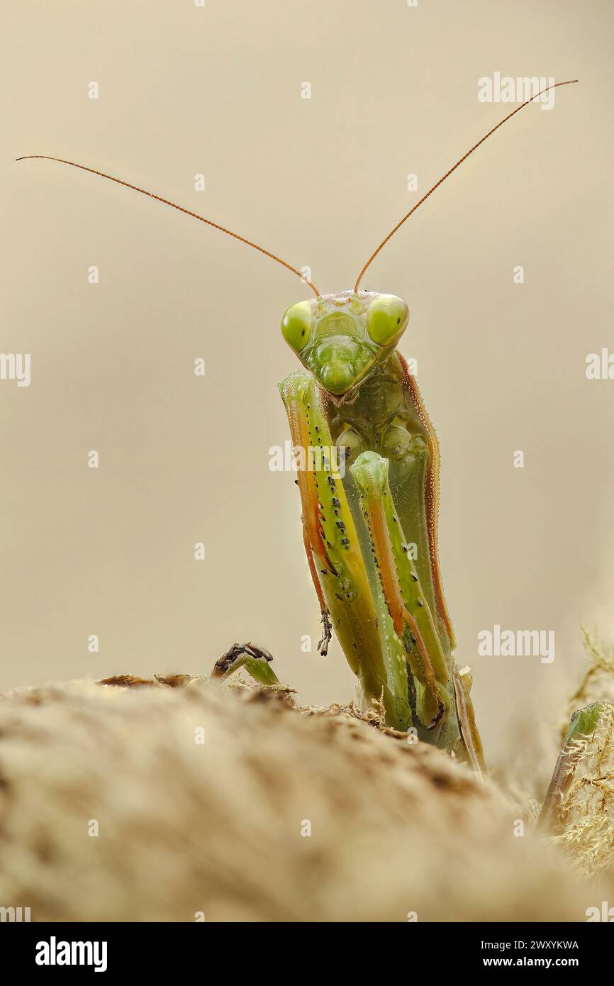 A macro photograph captures a praying mantis with striking detail against a soft beige ...