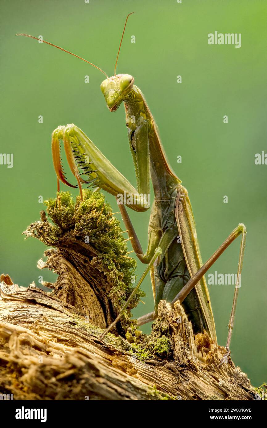 Prominent forelimbs hi-res stock photography and images - Alamy