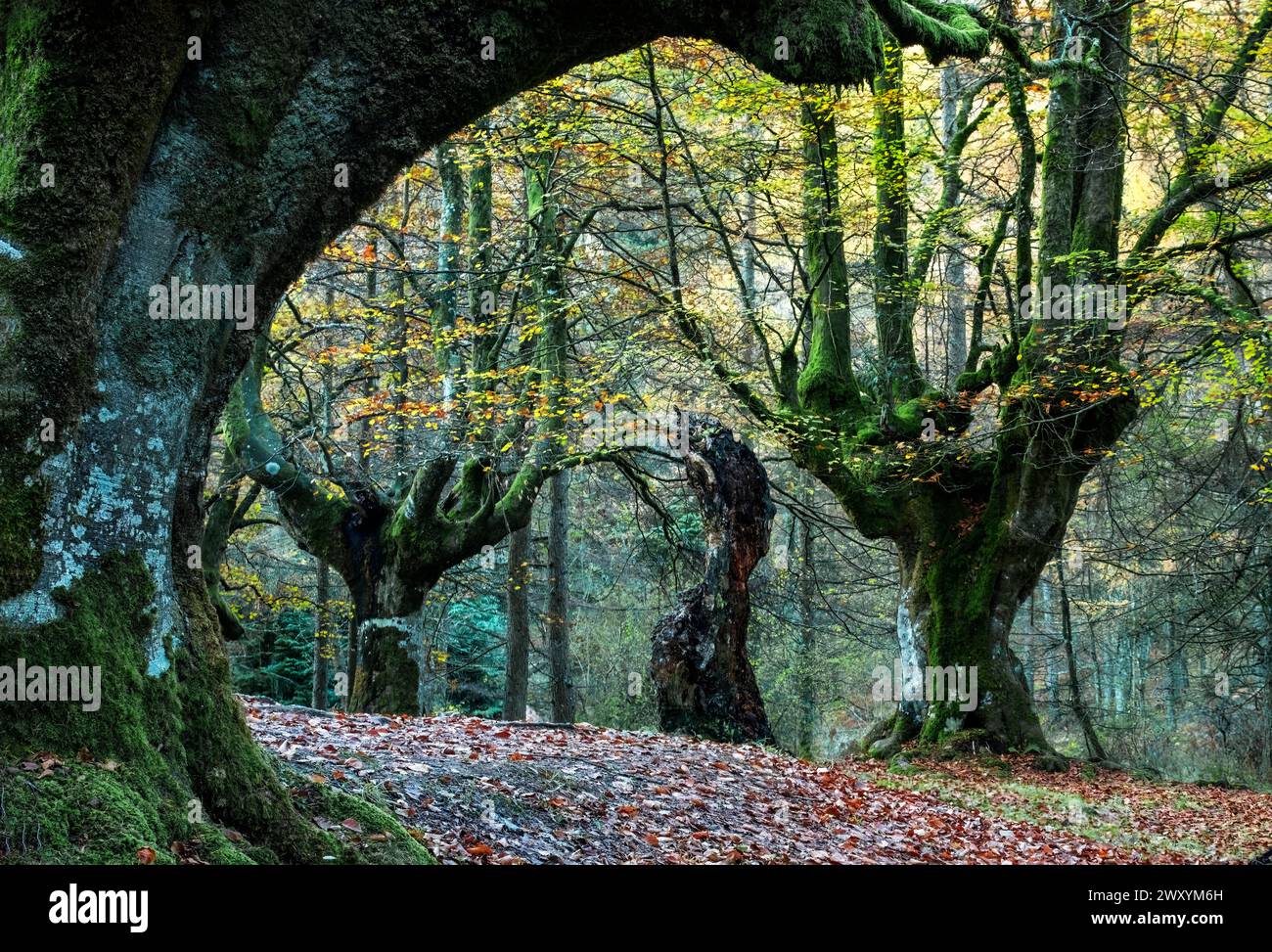 Ancient beech trees with moss-covered trunks in Ozarreta, standing as ...