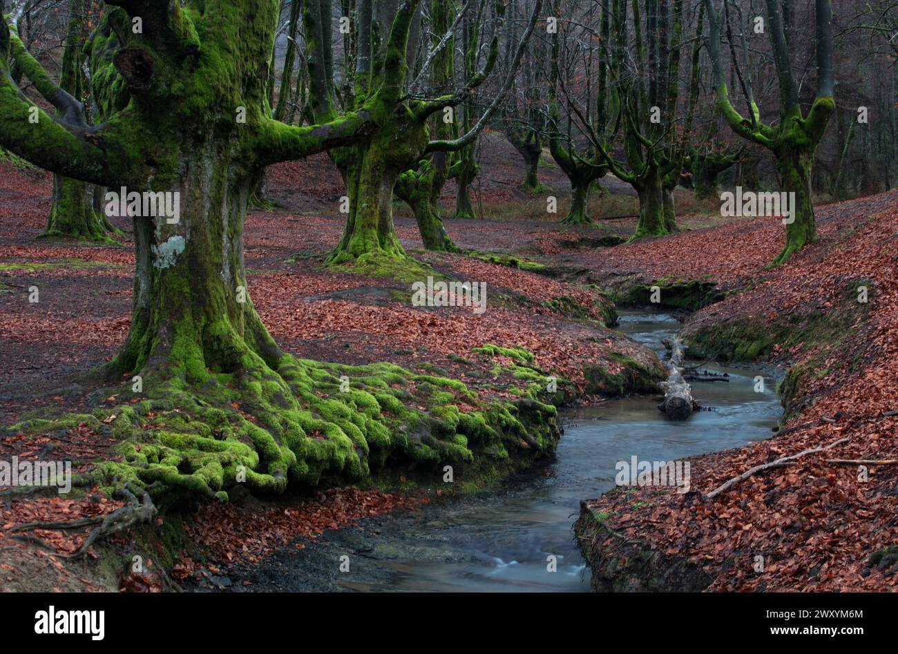 A tranquil stream snakes through the ancient, moss-clad beech trees of ...