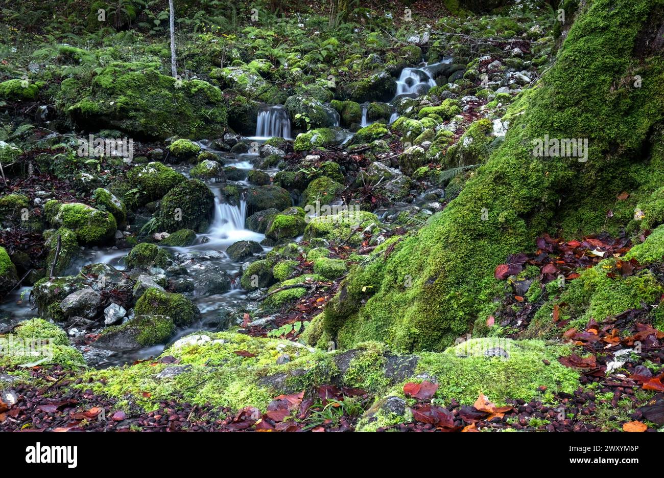 The gentle whispers of cascading streams weave through moss-laden ...