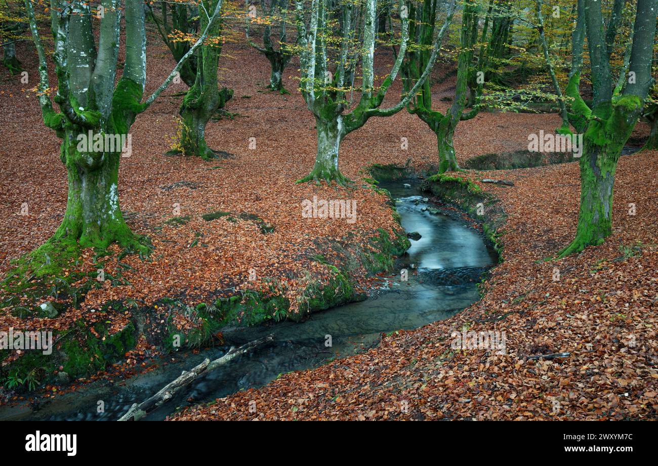 A tranquil brook curves through the fallen leaves of the Ozarreta ...