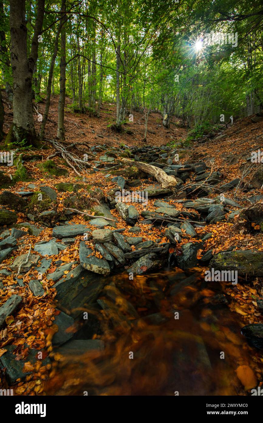 Sunlight beams through the lush canopy of a serene beech forest ...