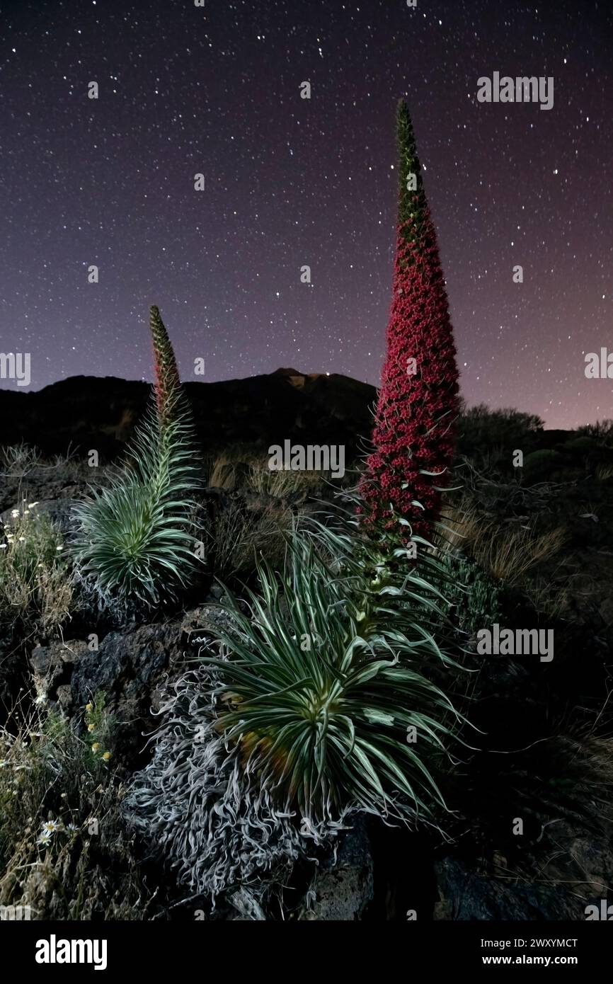 The night sky glitters with stars above the stunning red blooms of ...