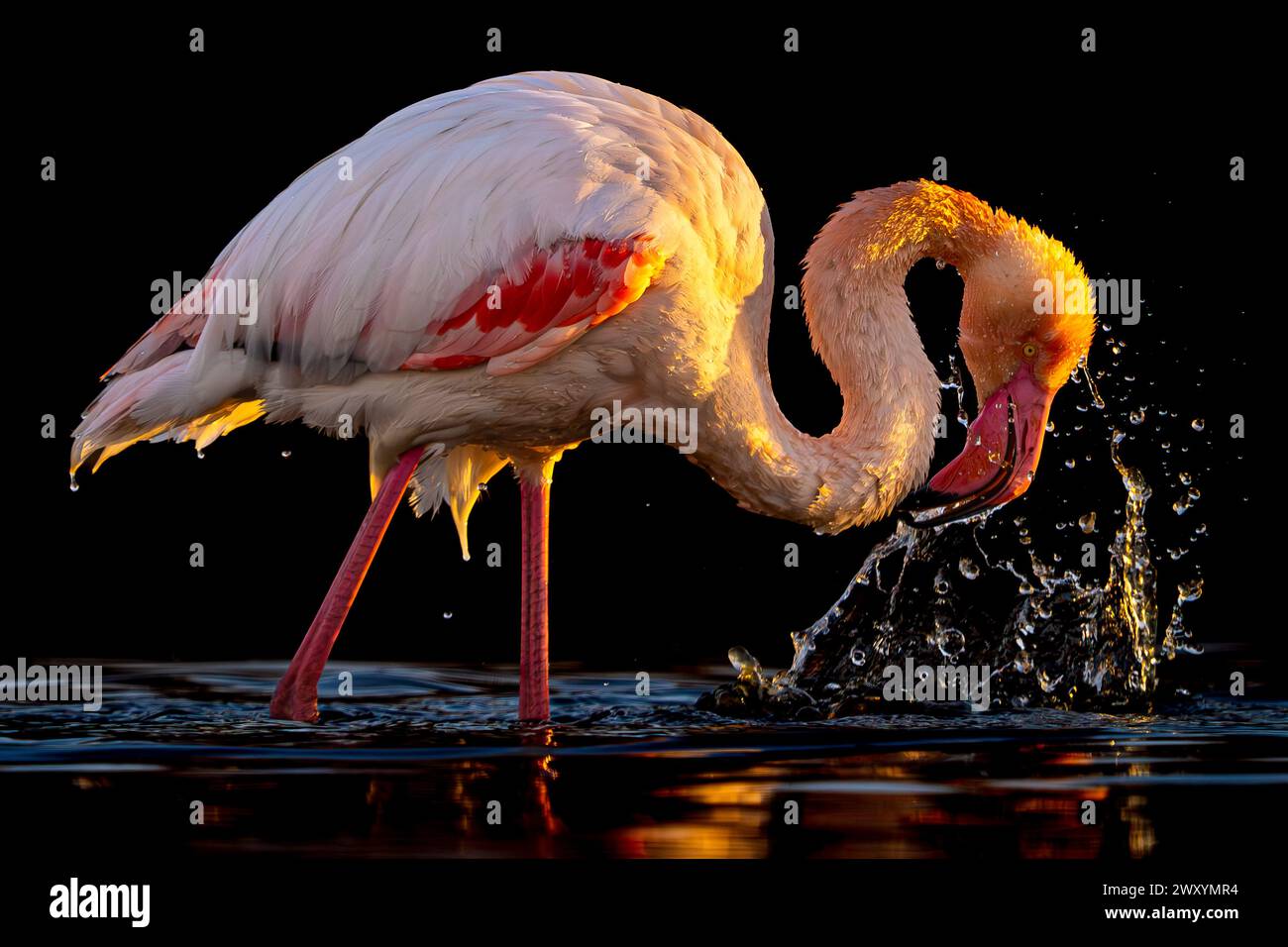 A stunning image of a common flamingo dipping its head in water ...