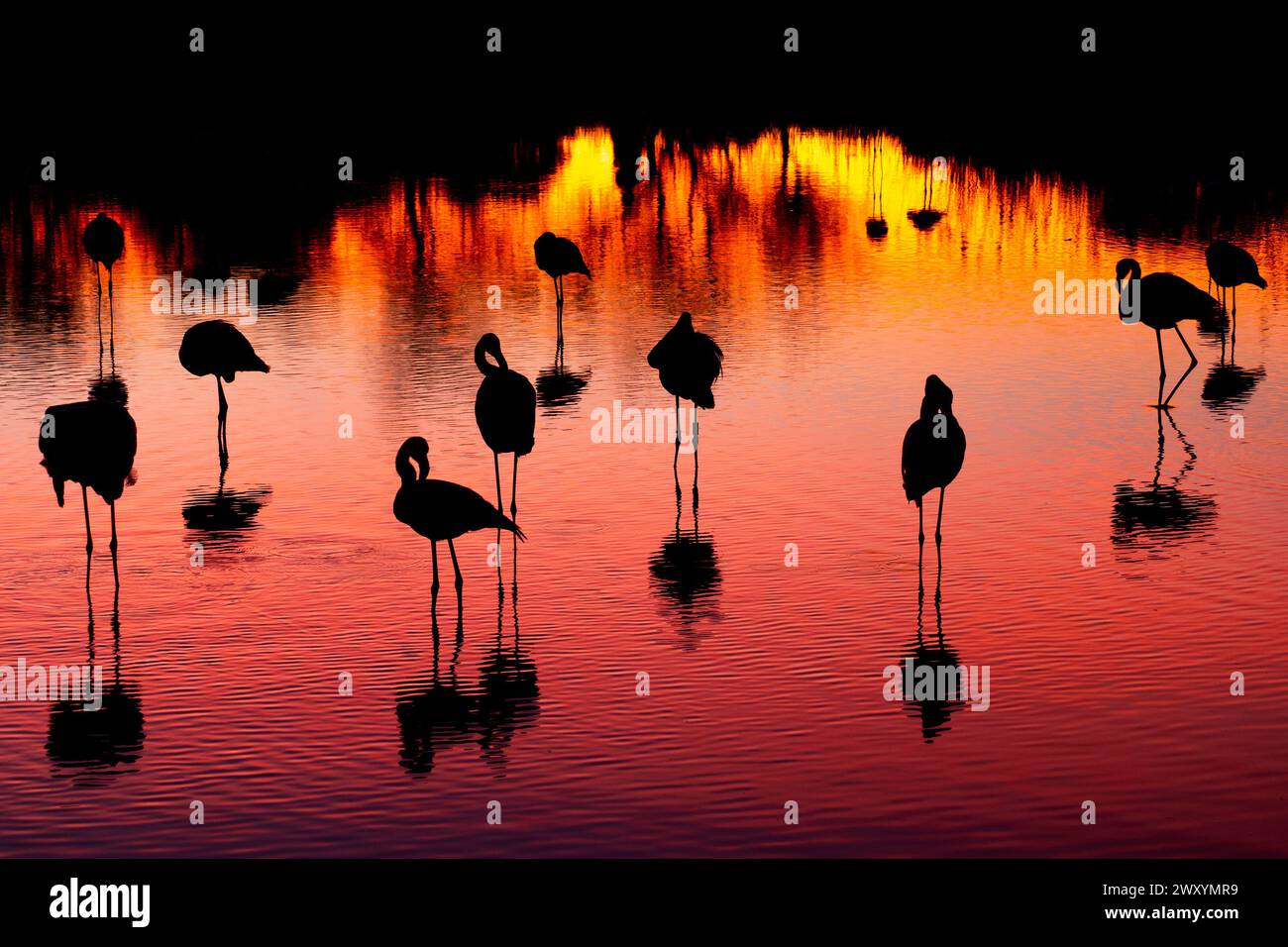 Silhouette flamingo beauty scenery hi-res stock photography and images ...