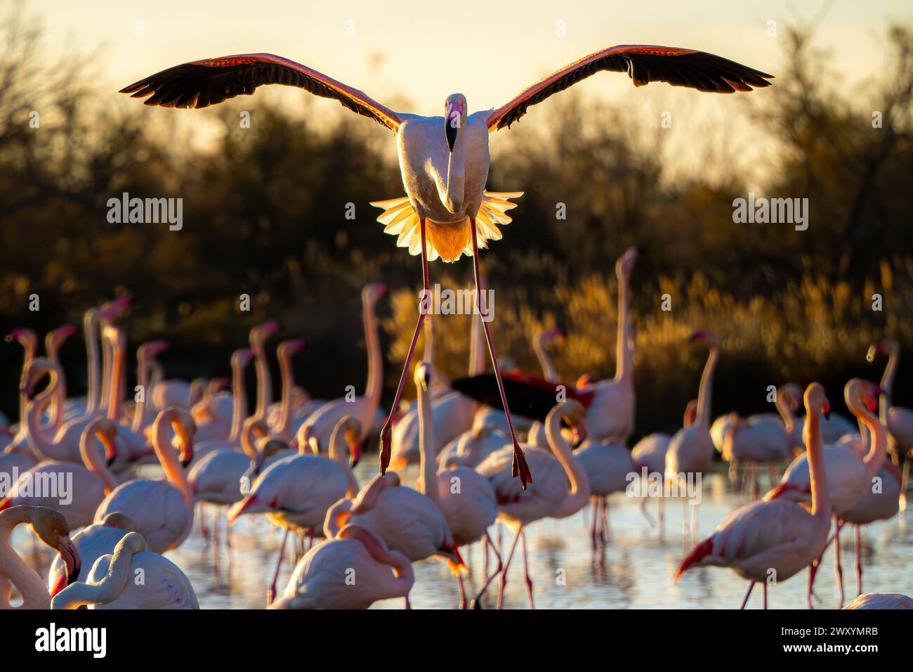 A single Common flamingo spreads its wings to take flight against a ...