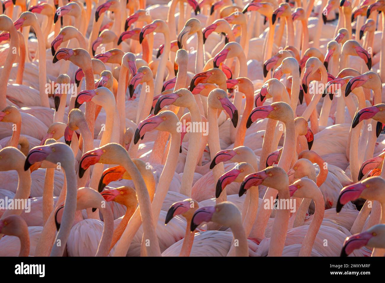 A dense flock of Lesser and Common Flamingos displaying their pink plumes in soft light Stock ...
