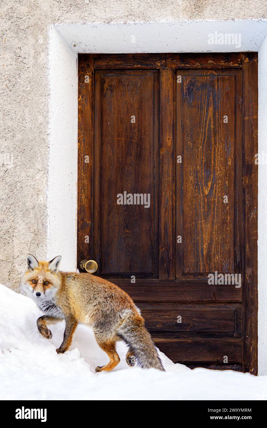 A vigilant red fox stands in the snow, casting a cautious glance while ...