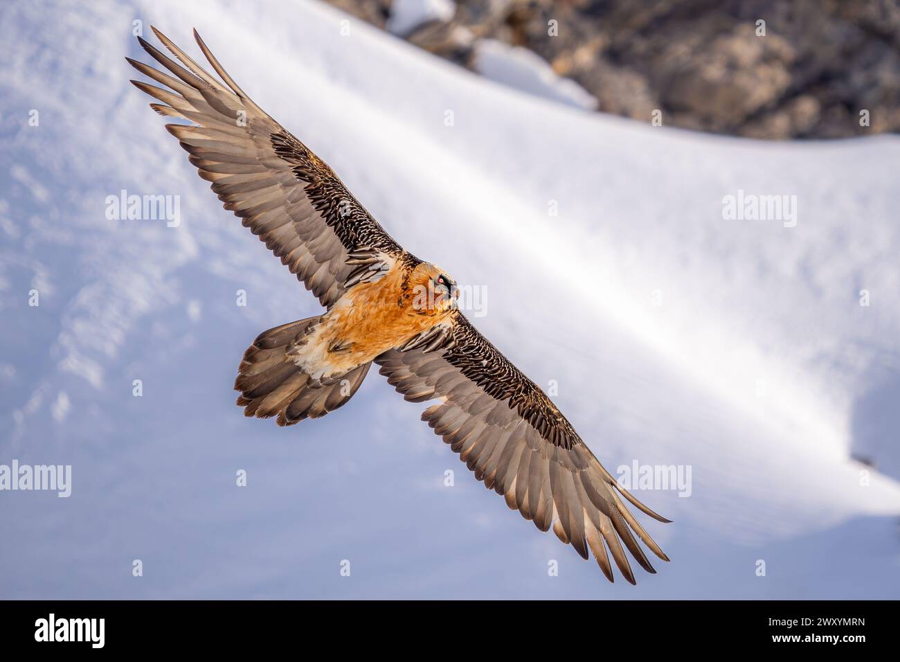 An impressive bearded vulture glides with its wings fully extended ...