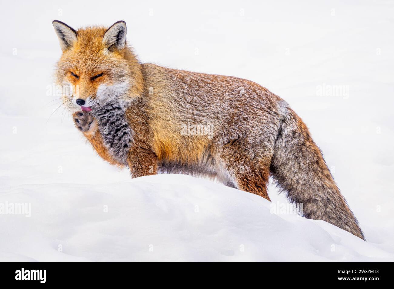 A vibrant Red Fox captured mid-stride on a snowy terrain, with its fur ...
