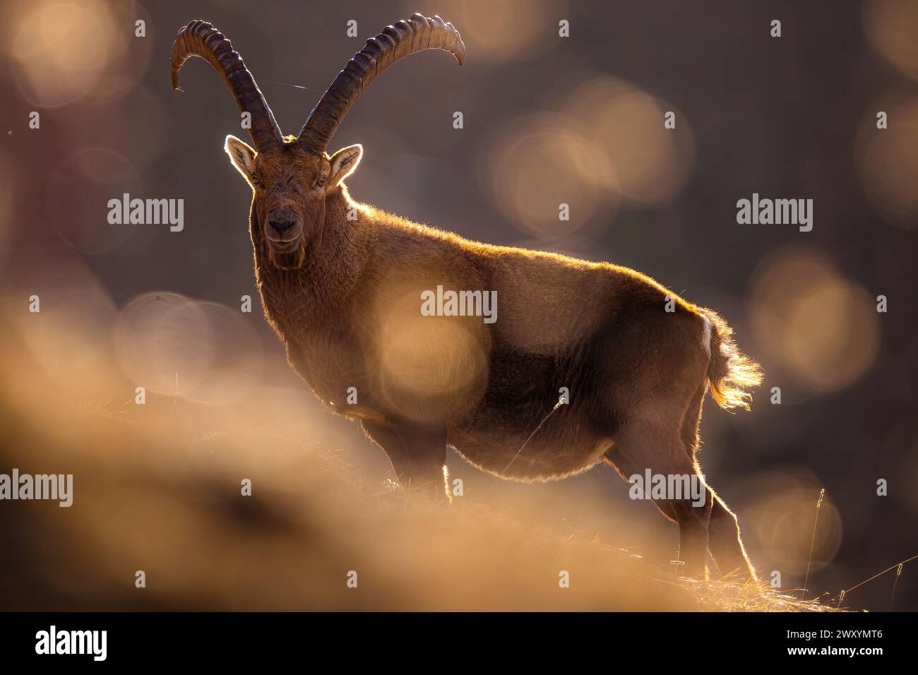 Radiance backlit hi-res stock photography and images - Alamy