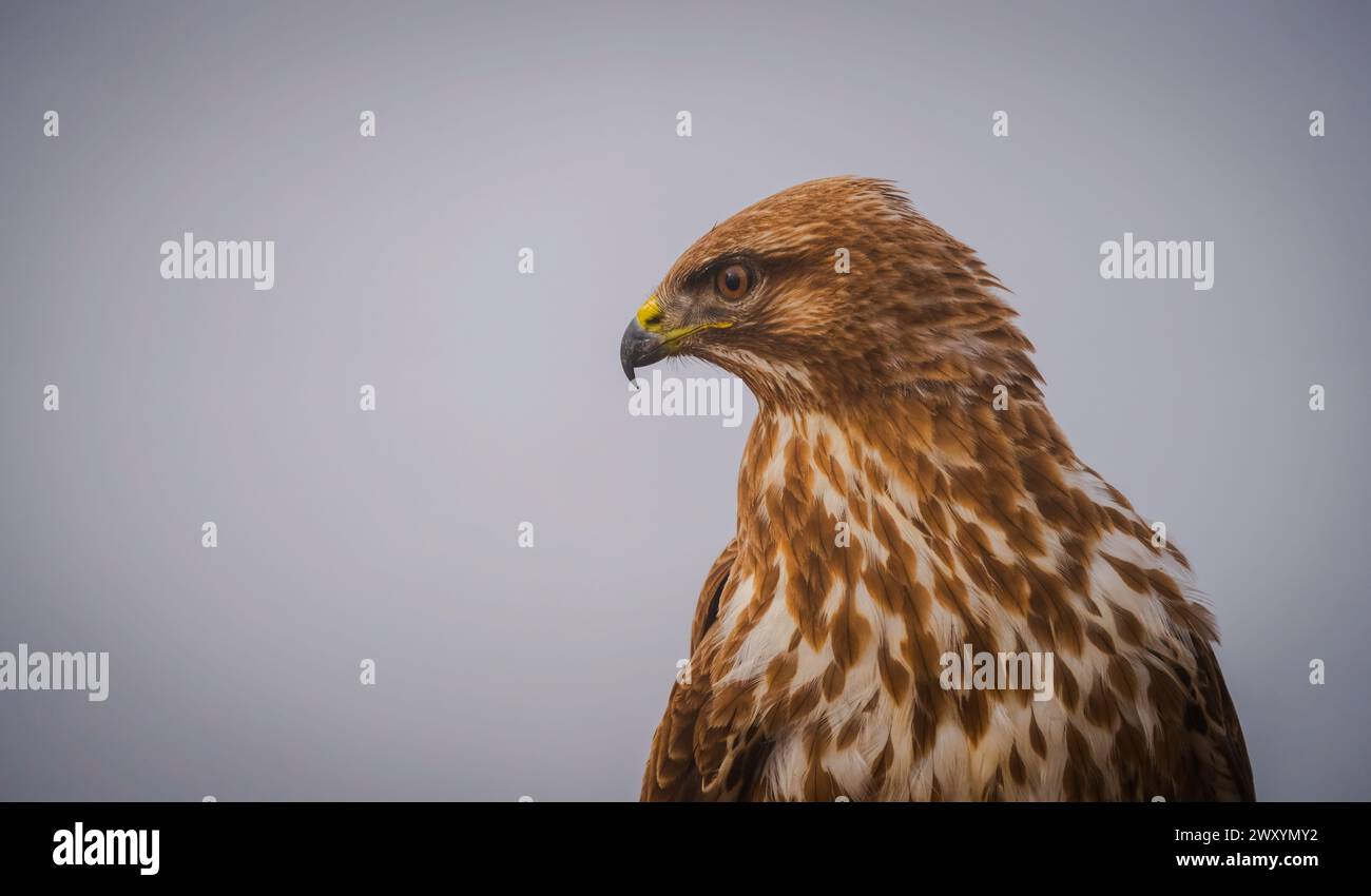 A close-up of a majestic Common Buzzard, with a penetrating gaze ...