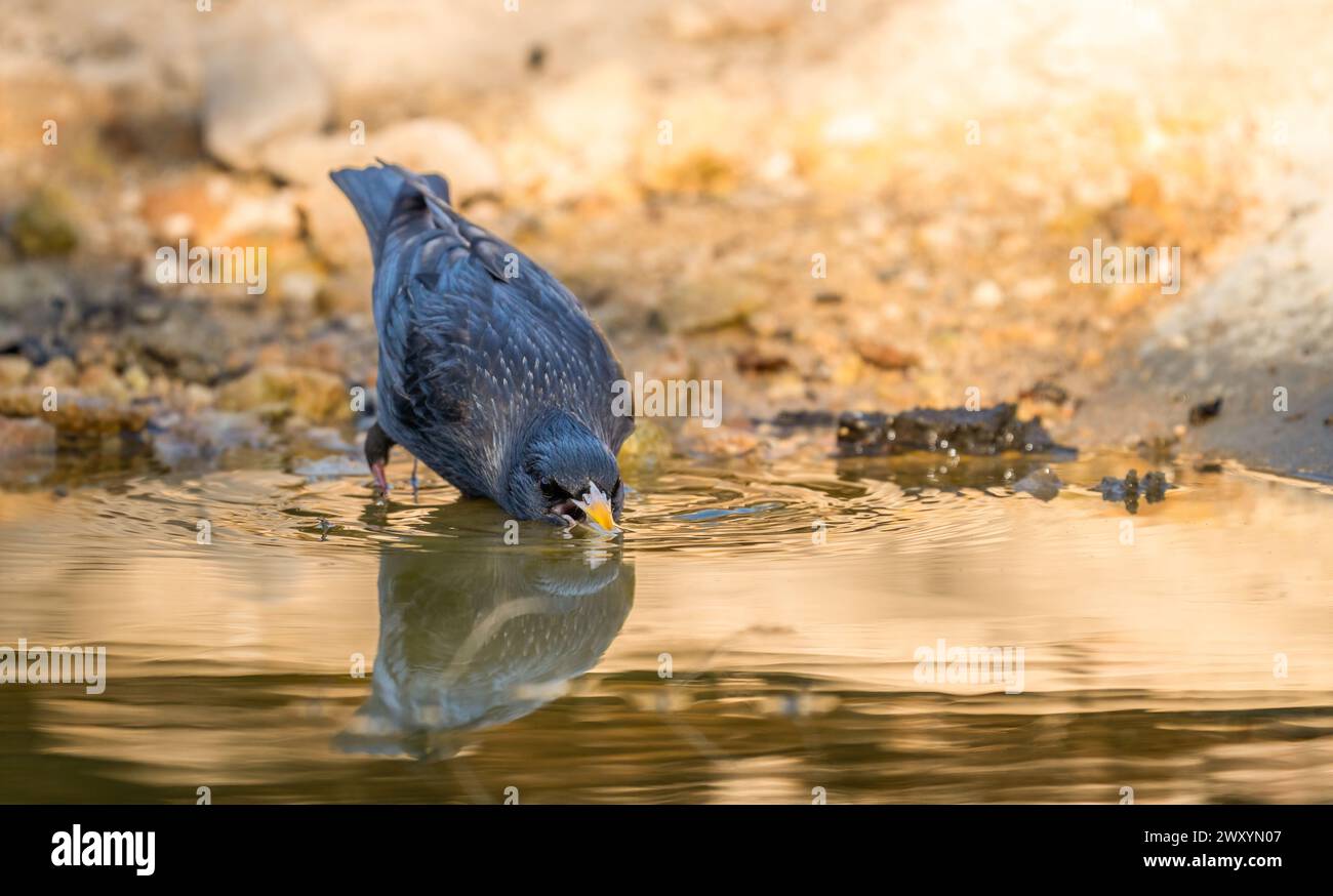 In the warm glow of sunset, a glossy Starling leans towards the water ...