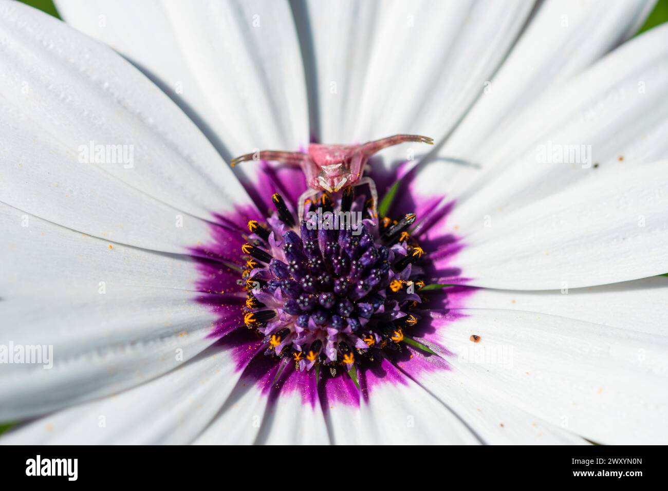 The intriguing sight of a crab spider poised on the bold, purple center ...