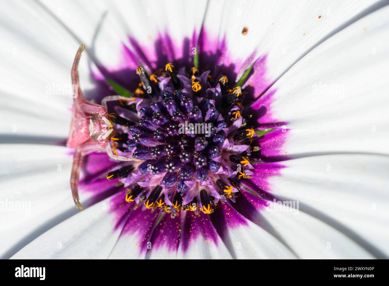 The intriguing sight of a crab spider poised on the bold, purple center ...