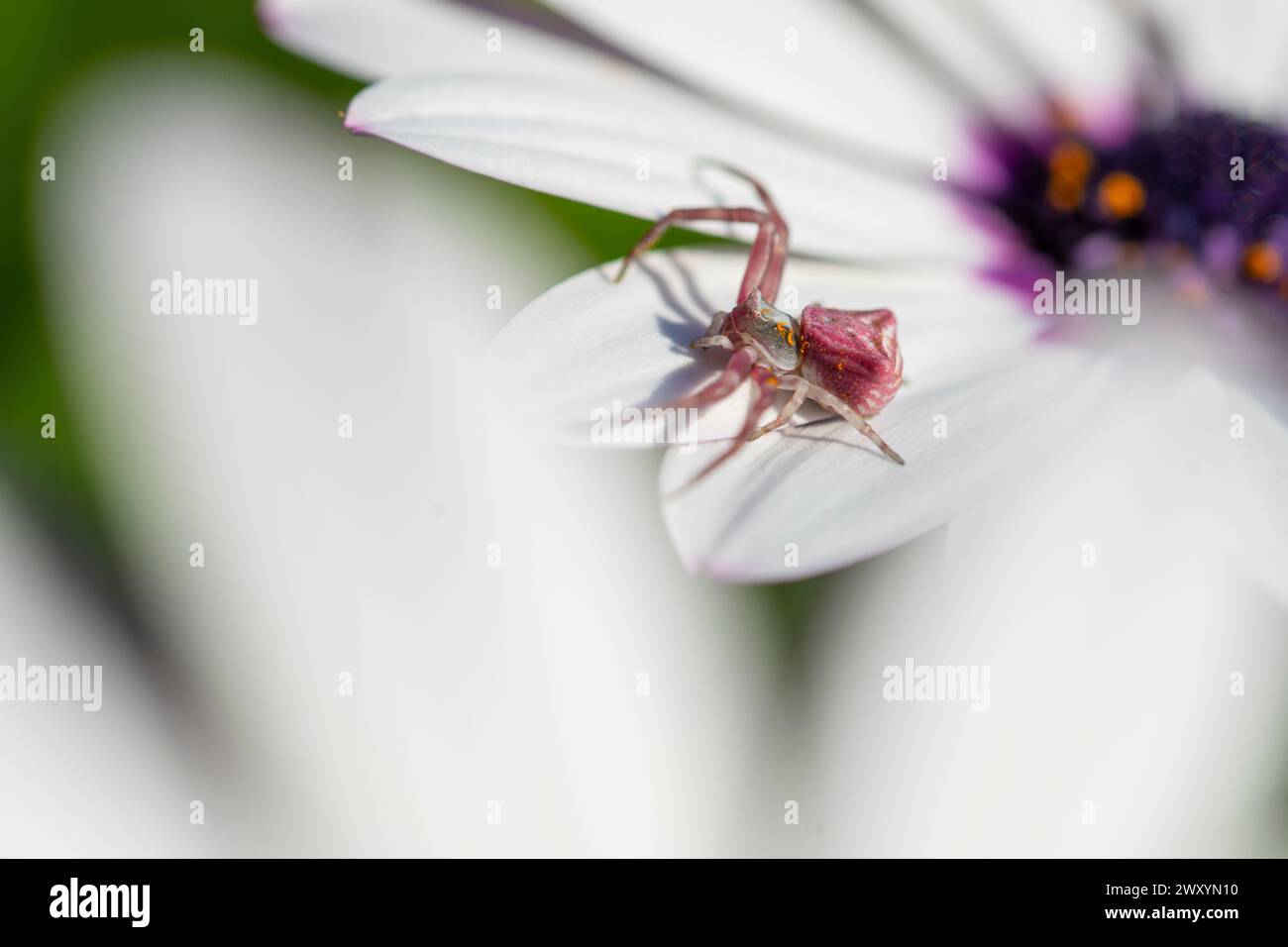 A pink-hued crab spider blends into the petal of a white Osteospermum ...