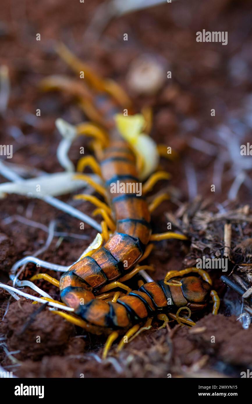 Close-up of a colorful centipede navigating through soil and plant ...