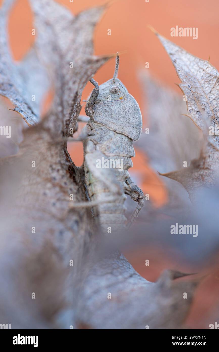 A close-up image showcasing an orthoptera perfectly blended with the ...