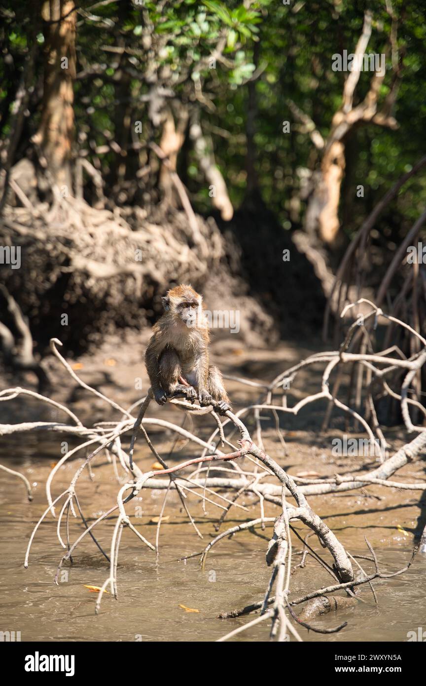 A solitary macaque monkey sits thoughtfully on tangled mangrove roots ...