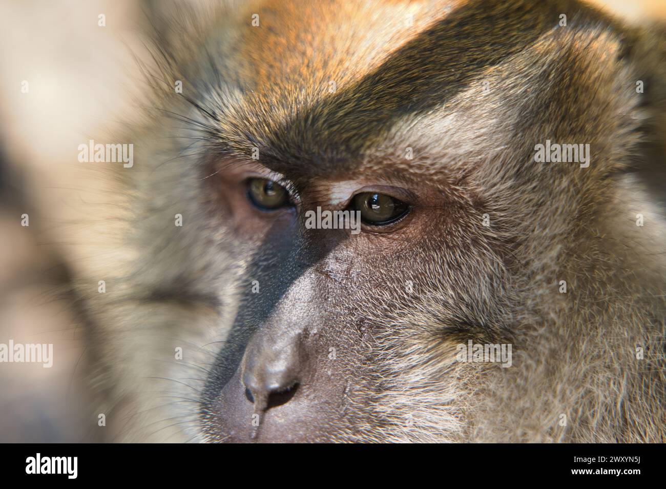 Macaques fur texture hi-res stock photography and images - Alamy