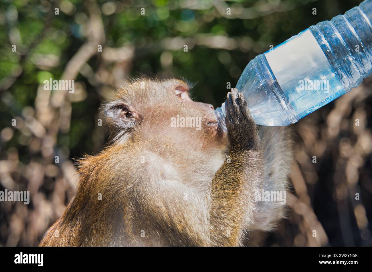 What a monkey heat hi-res stock photography and images - Alamy