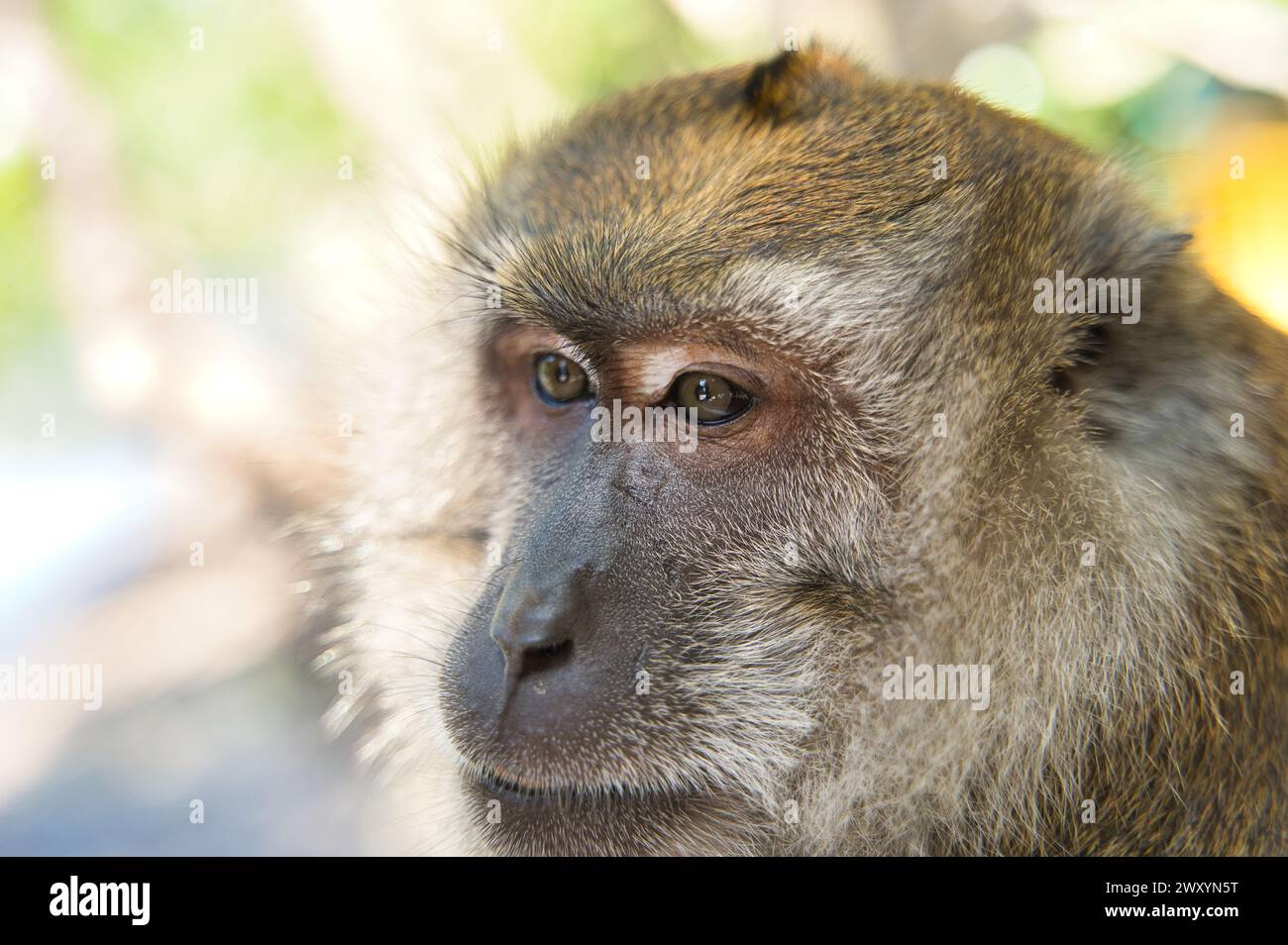 An intimate portrait of a macaque in Langkawi, its eyes reflecting a ...