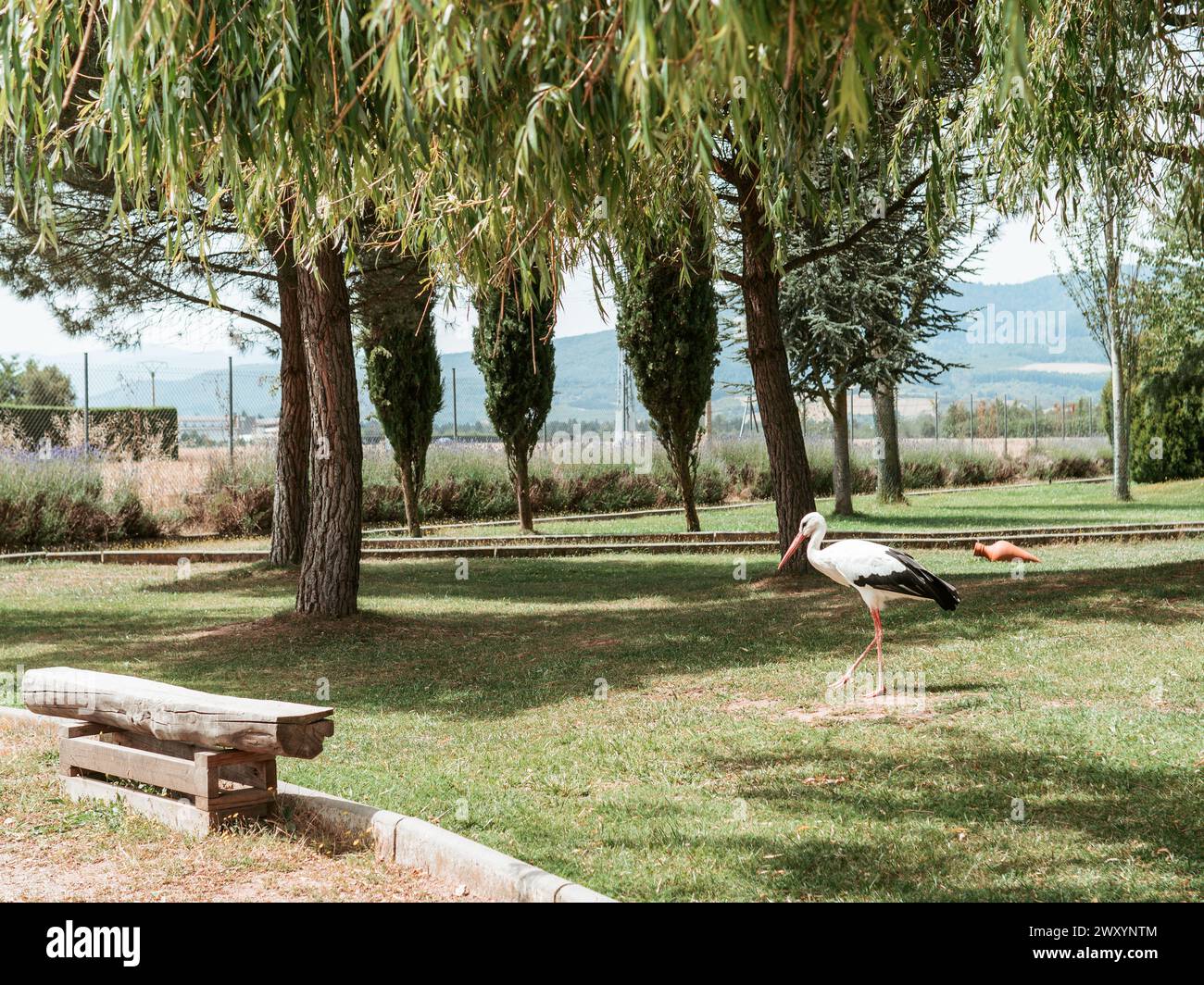 A stork walks gracefully through a tranquil park with weeping willows ...