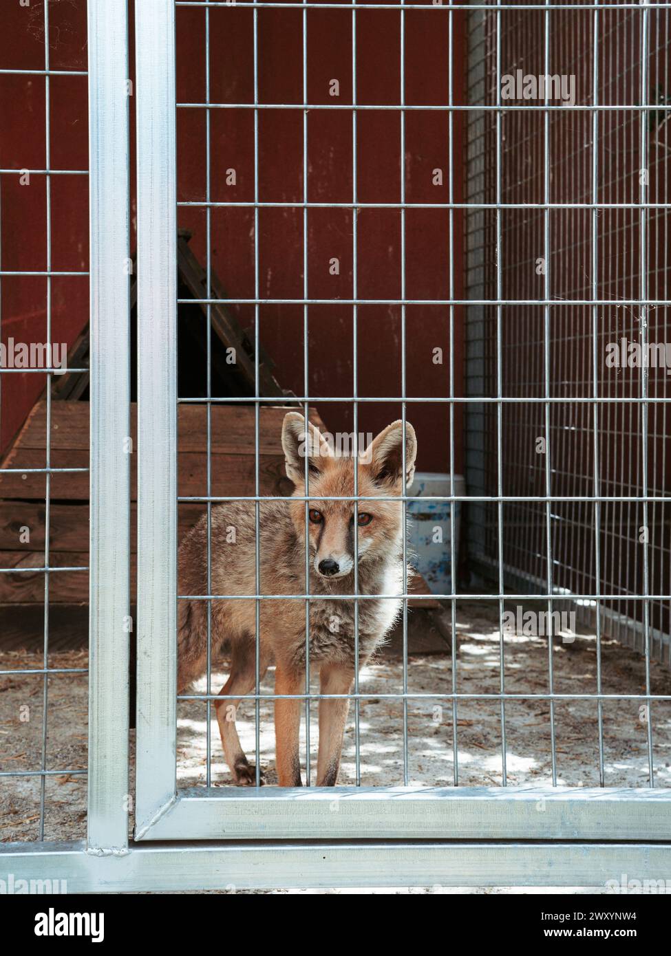 A vigilant fox stands behind the secure grid of an animal enclosure ...