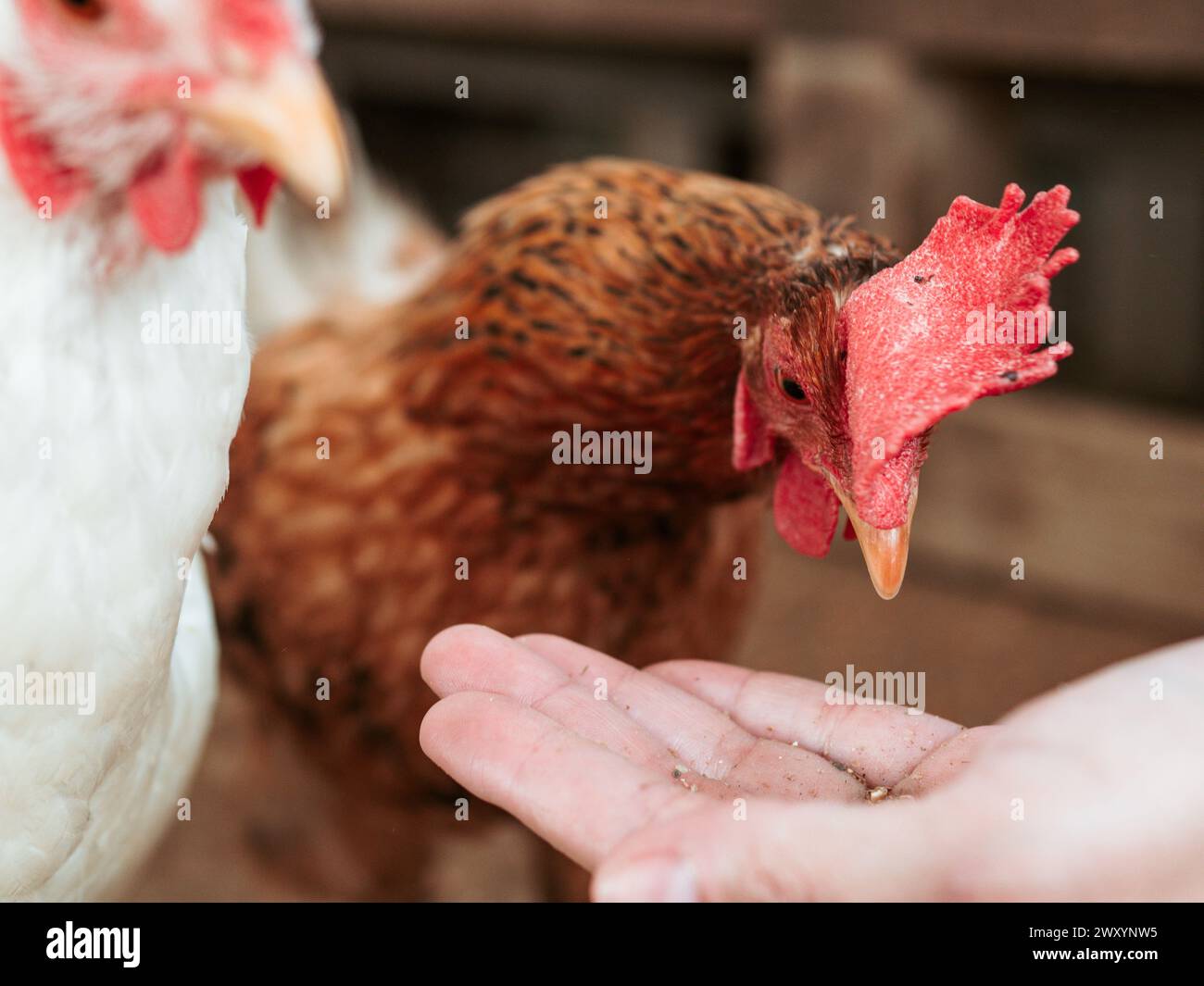Chicken pecking a human hi-res stock photography and images - Alamy