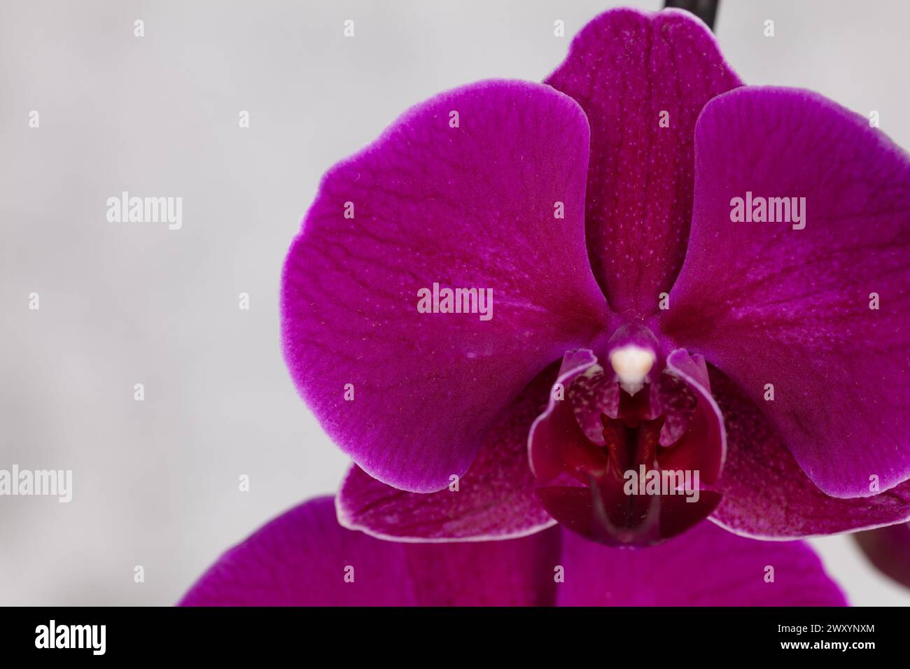 Close up detailed photograph of one singular purple Phalaenopis flower ...