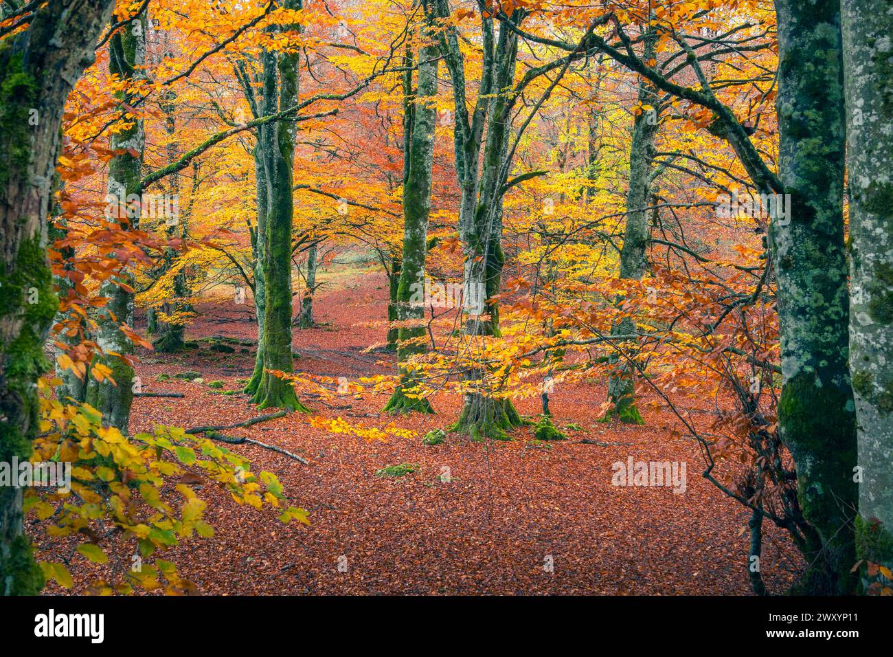 A breathtaking scene of golden autumn foliage in Urbasa Forest, with a ...