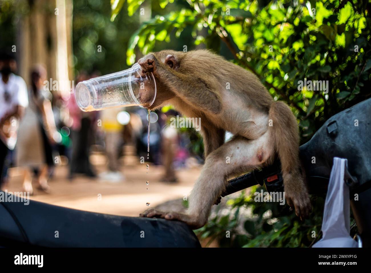 A macaque monkey quenches its thirst by skillfully drinking from a ...