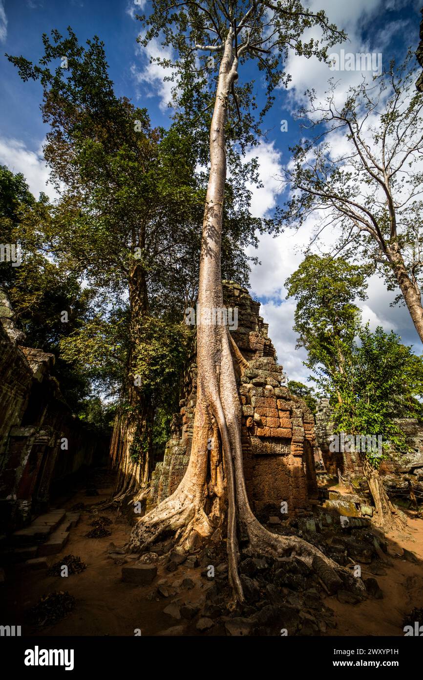 From below mighty tree's roots envelop crumbling stones of an ancient ...