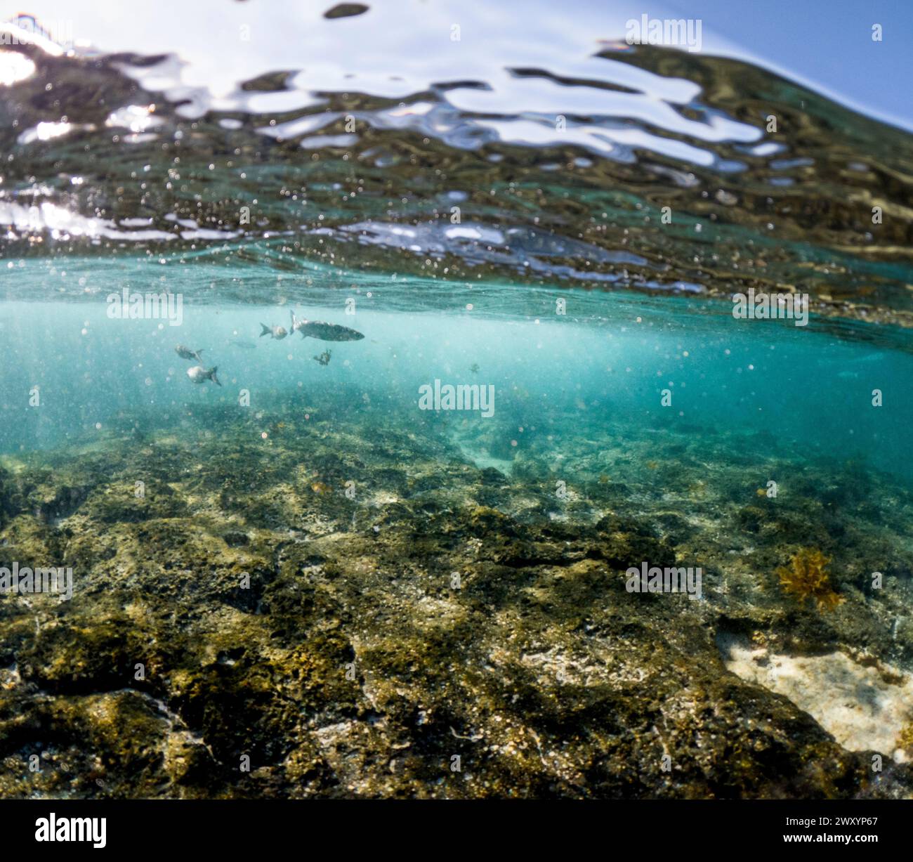 Fish swim in the clear, sunlit waters near the rocky seabed, with the ...