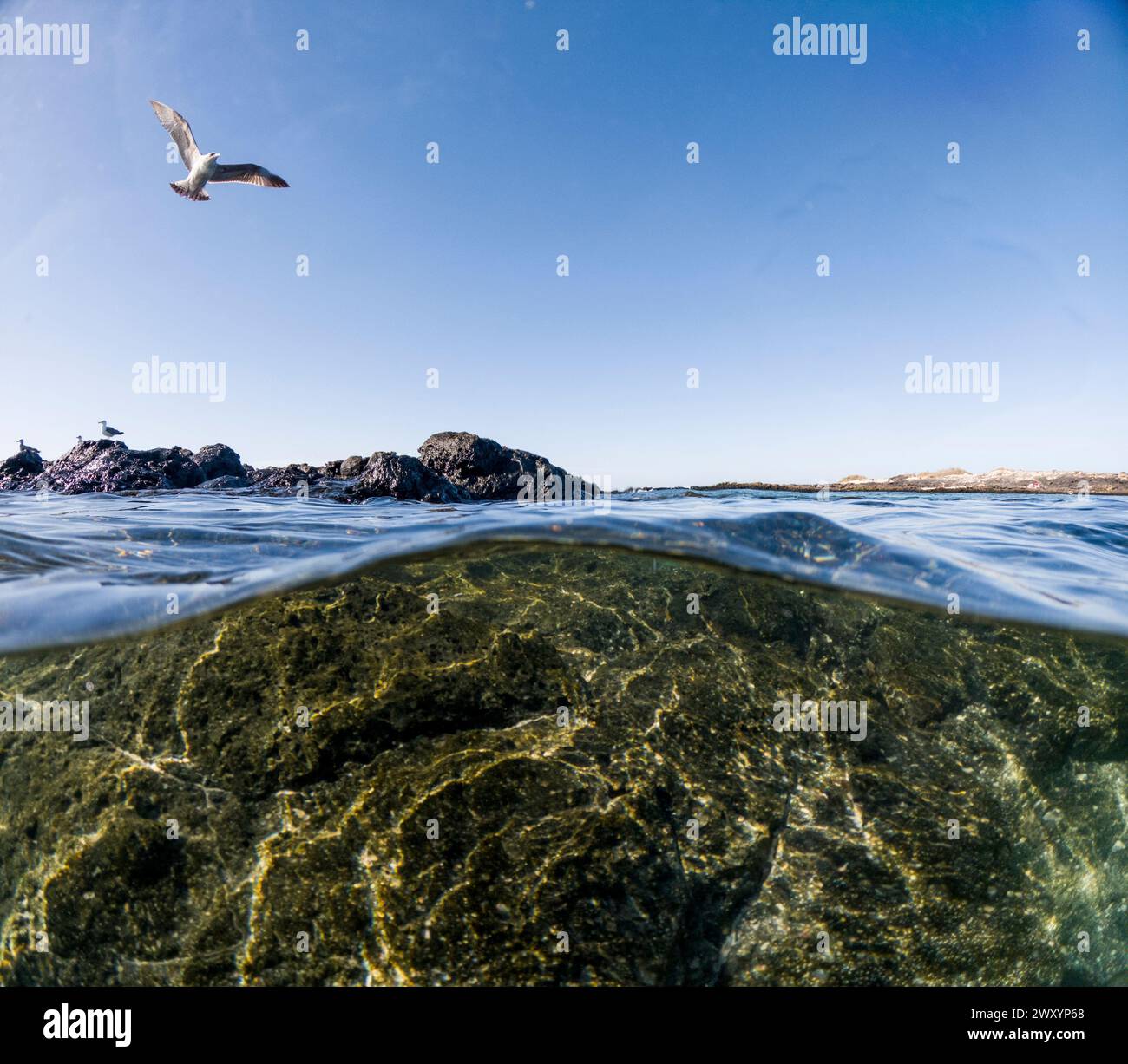 A seagull soars above the water's surface, captured in a unique split ...
