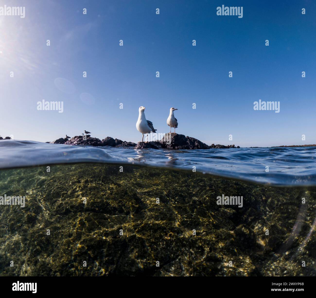 Above and below water shot of two seagulls standing on coastal rocks ...