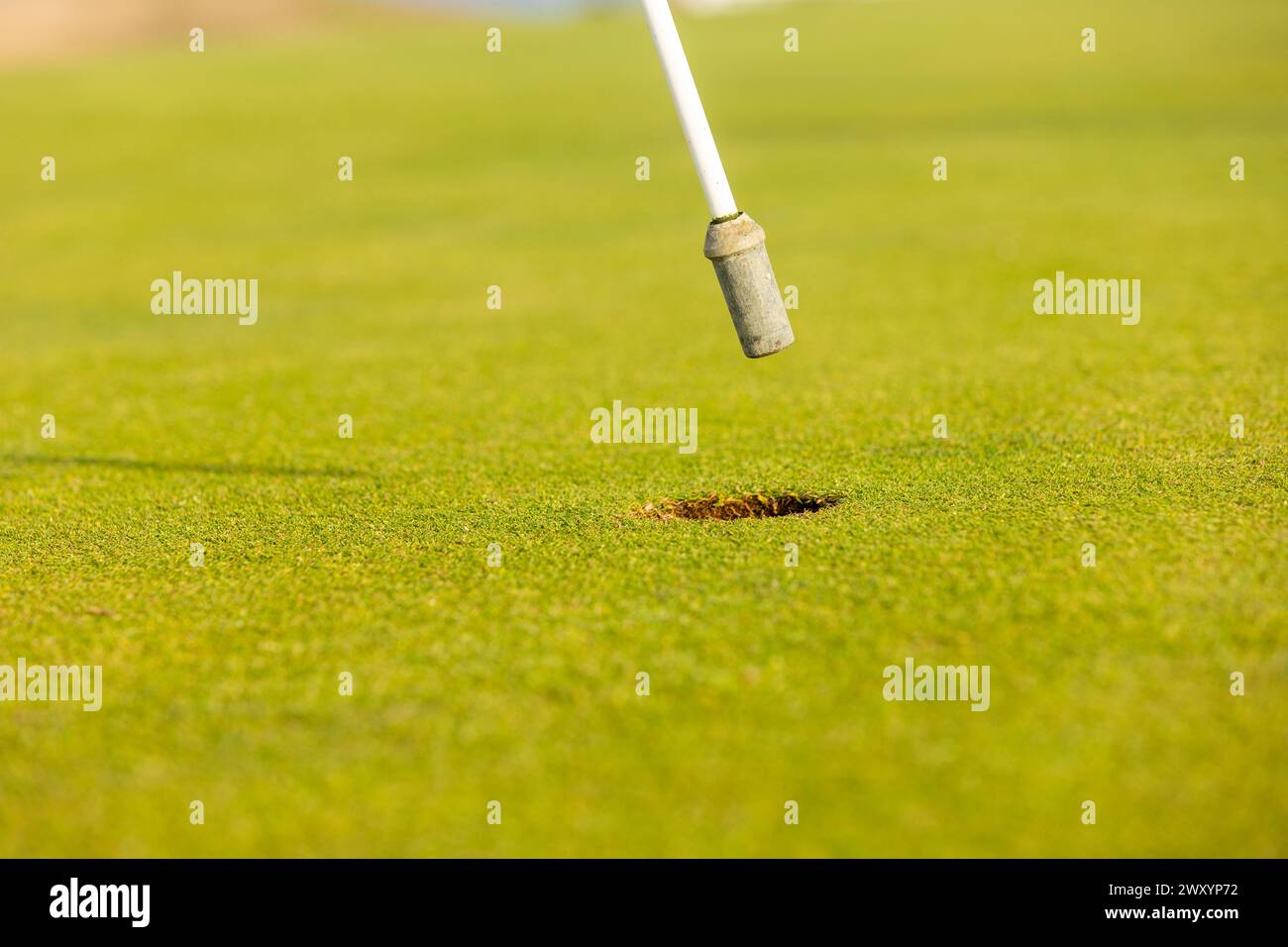 An intense moment as the golf club hovers over the ball's path to the ...