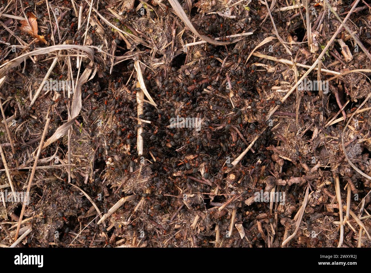 Crawling insects hi-res stock photography and images - Alamy